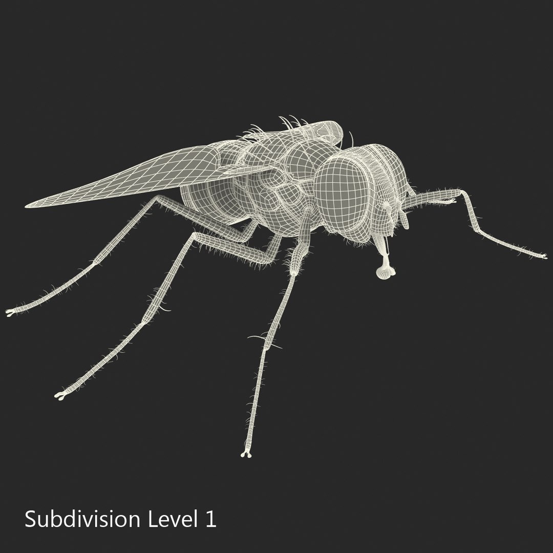 3d house fly fur model