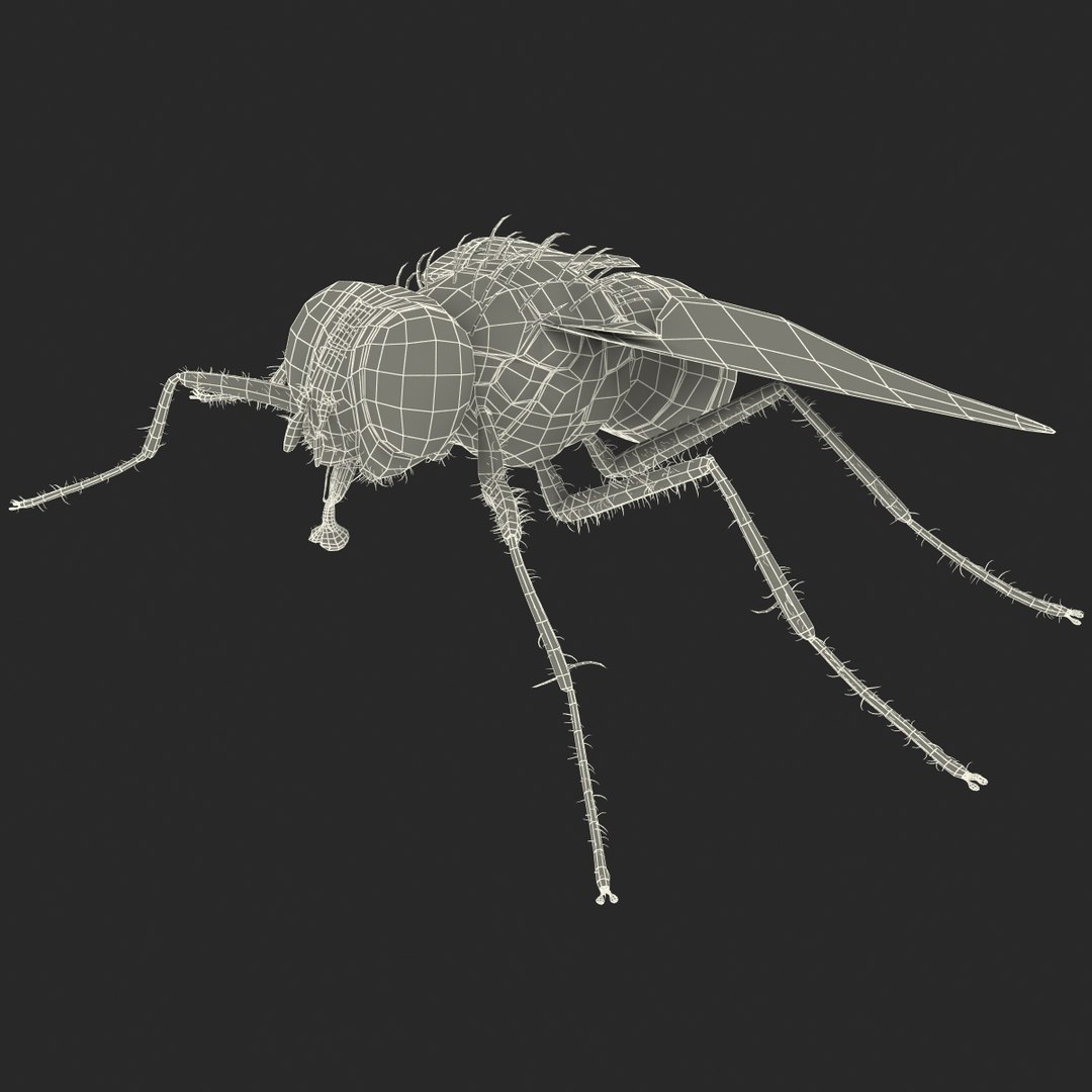 3d house fly fur model