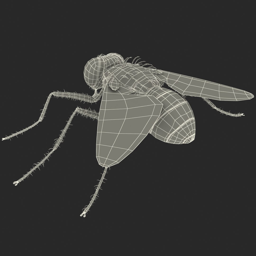 3d house fly fur model