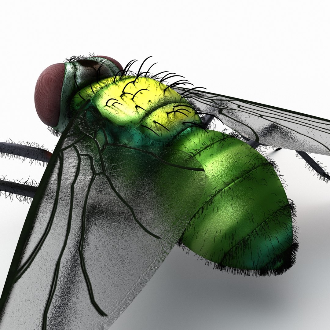 3d house fly fur model