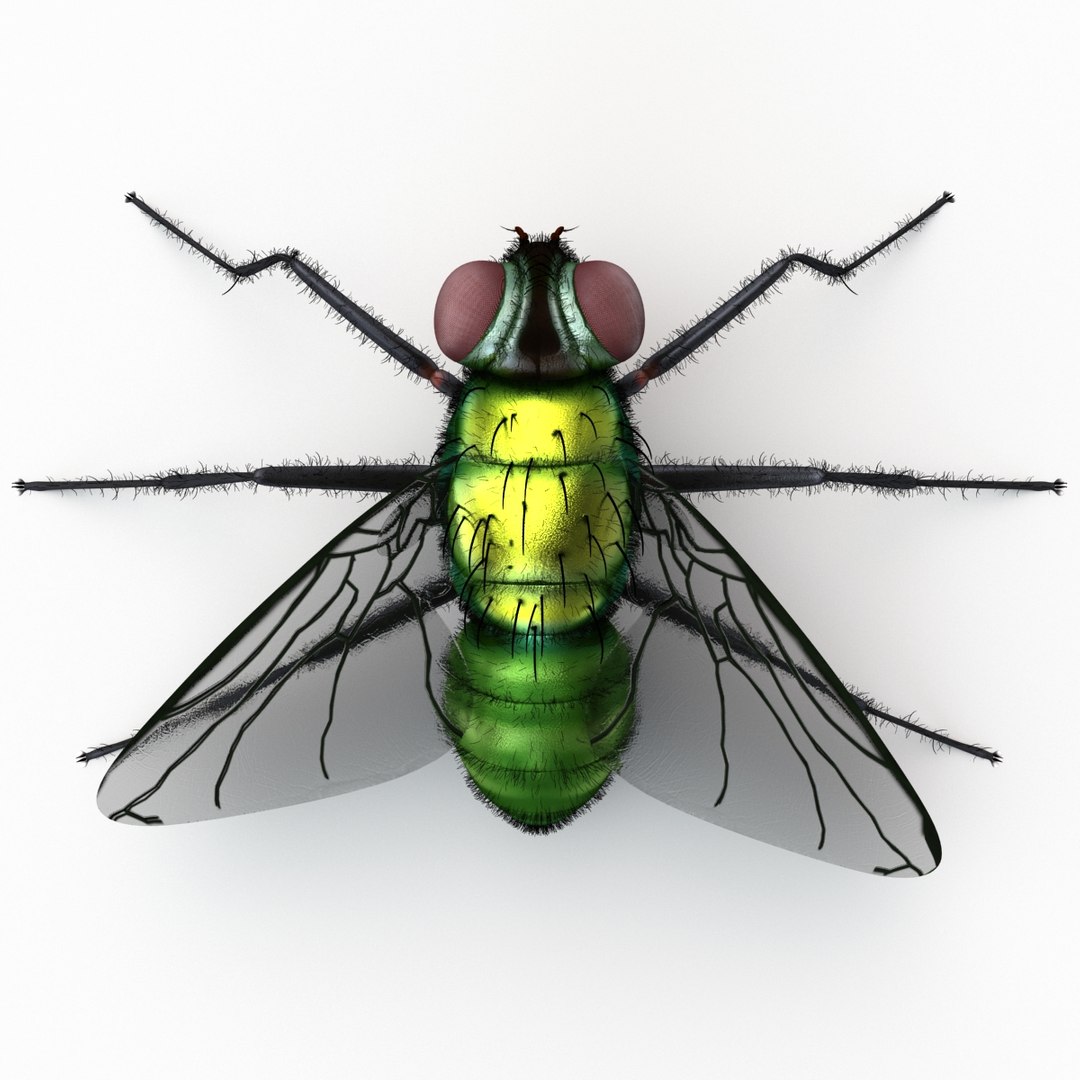 3d house fly fur model