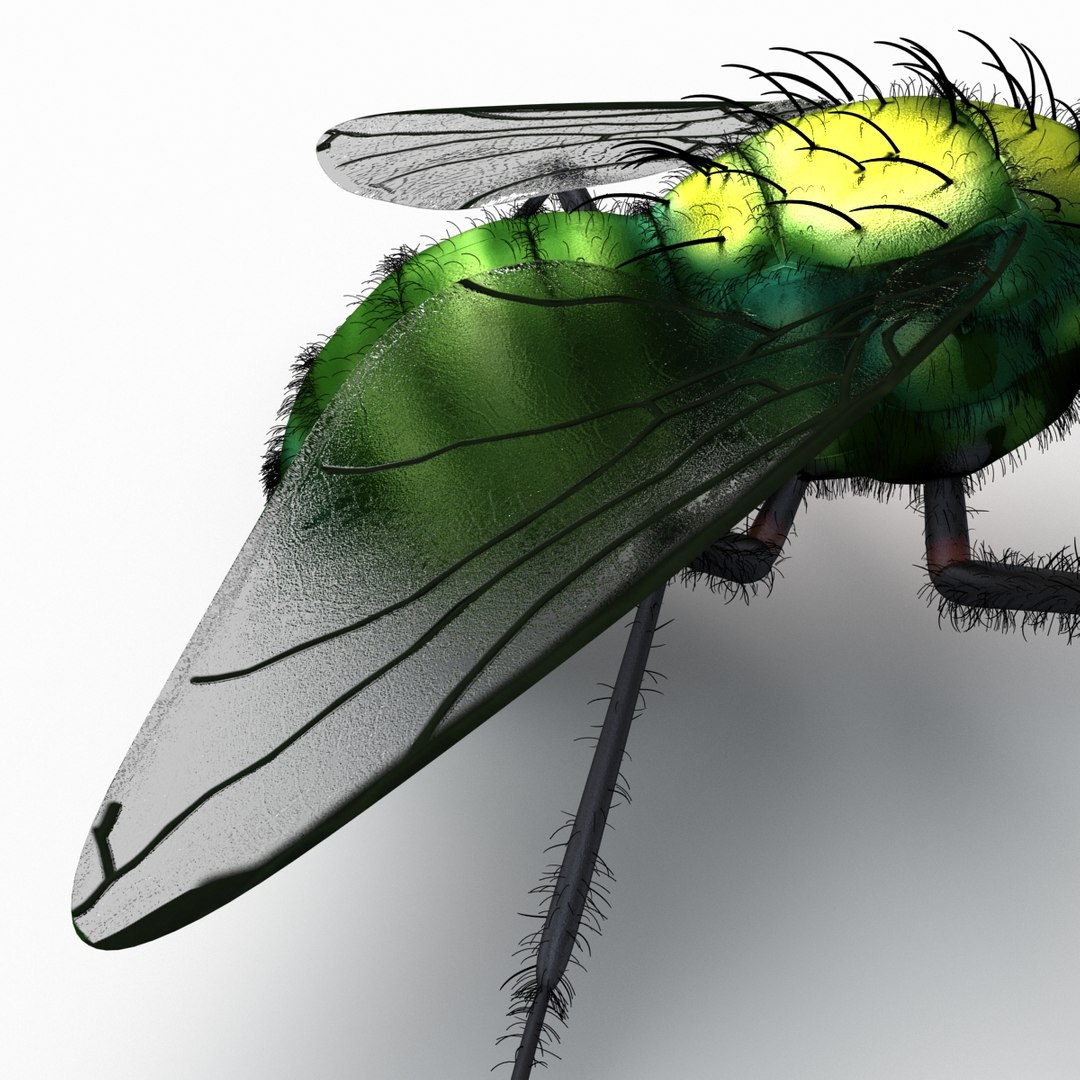 3d house fly fur model