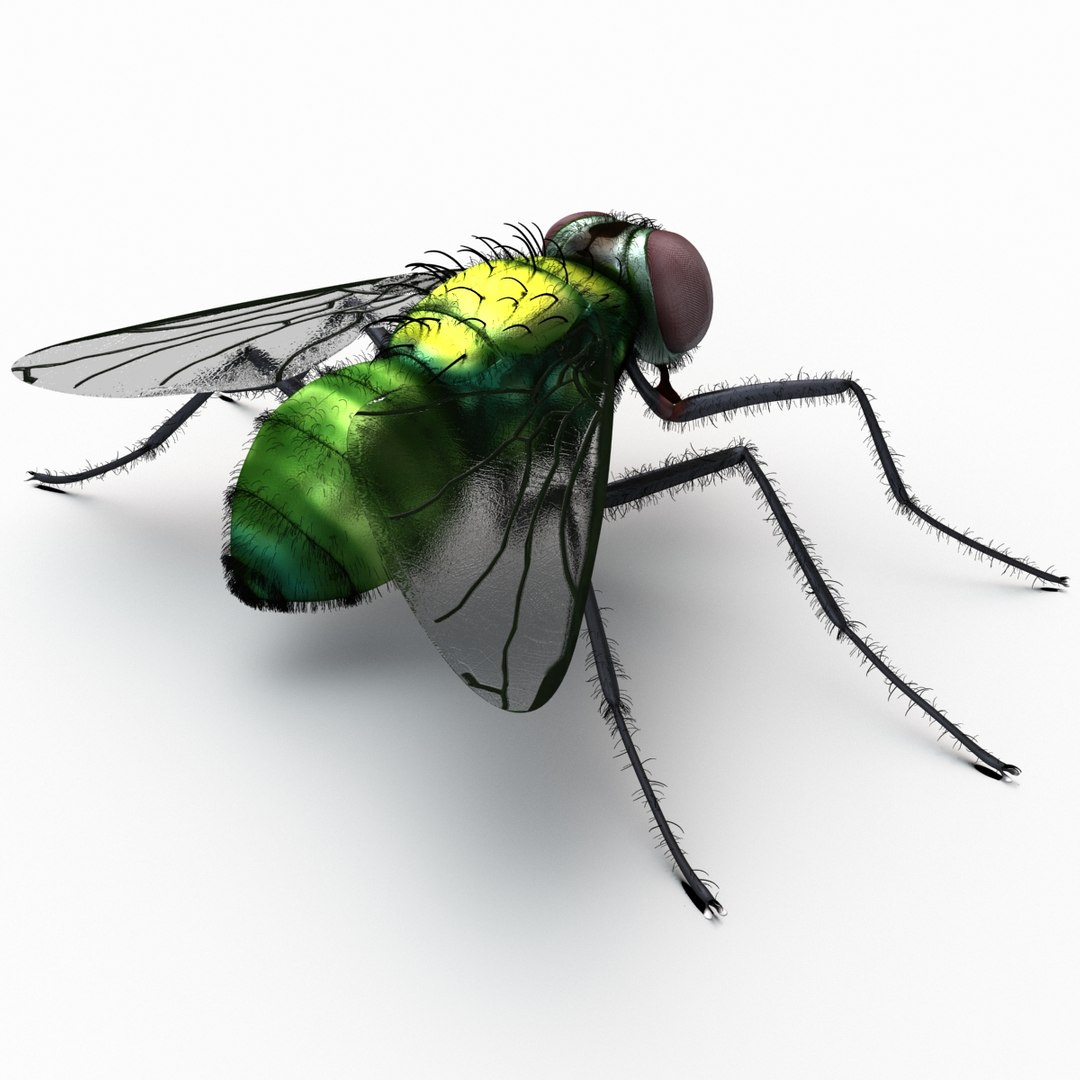 3d house fly fur model