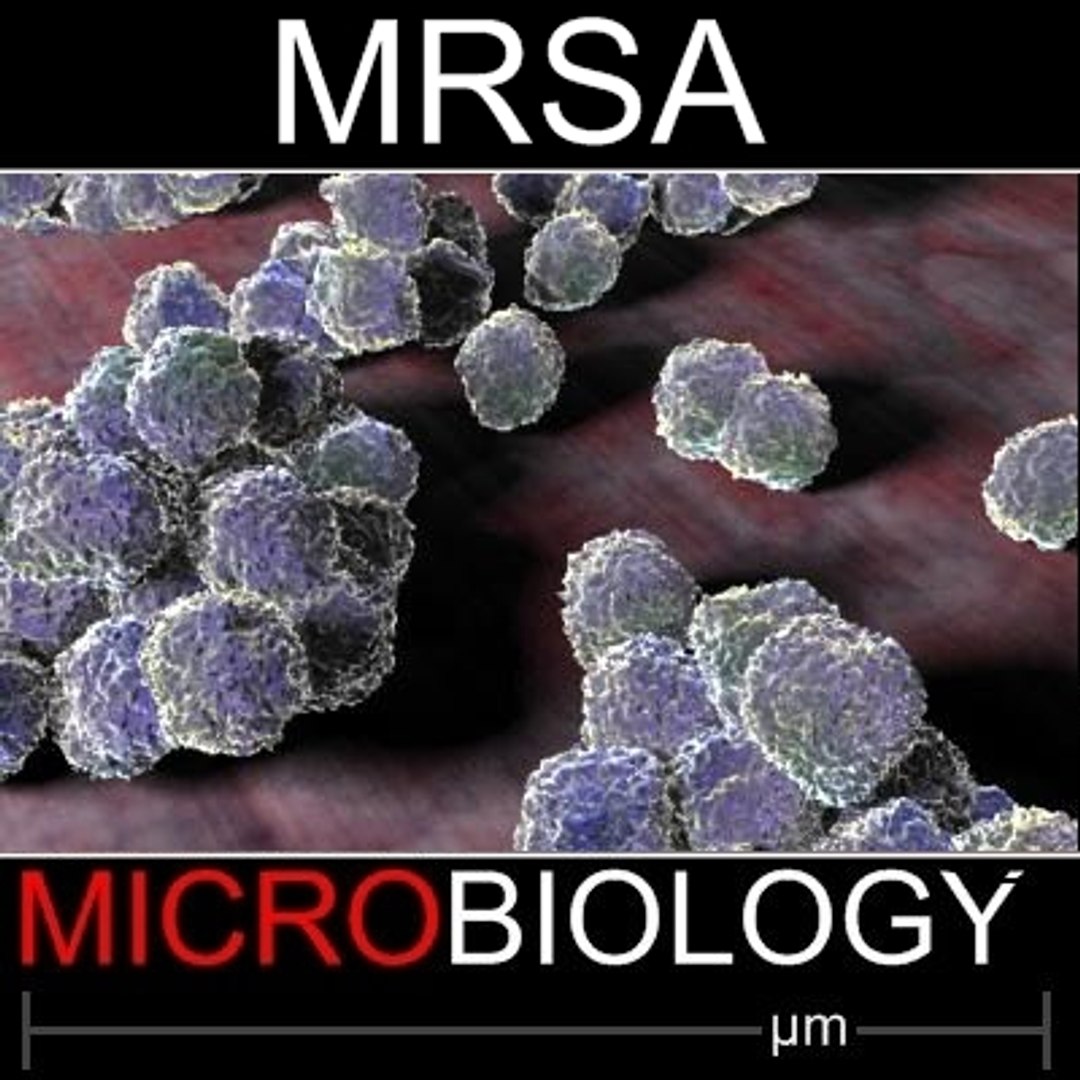 Staphylococcus Aureus 3d Max