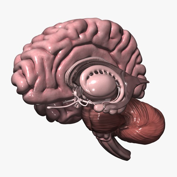 Nervous System 3D Models for Download | TurboSquid
