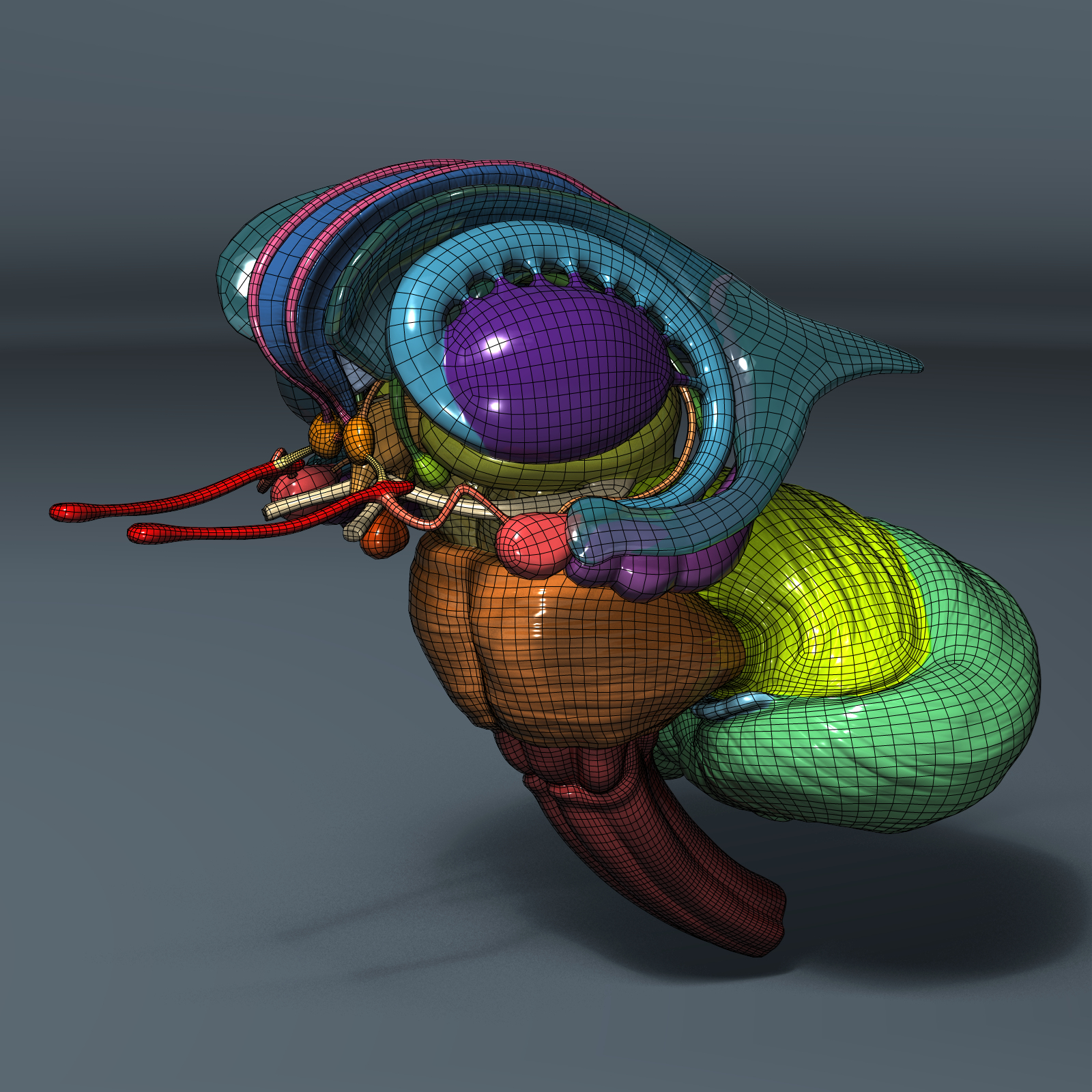 3d model human brain