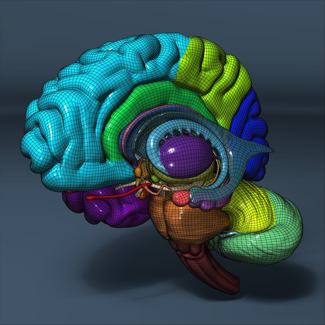 3d Model Human Brain