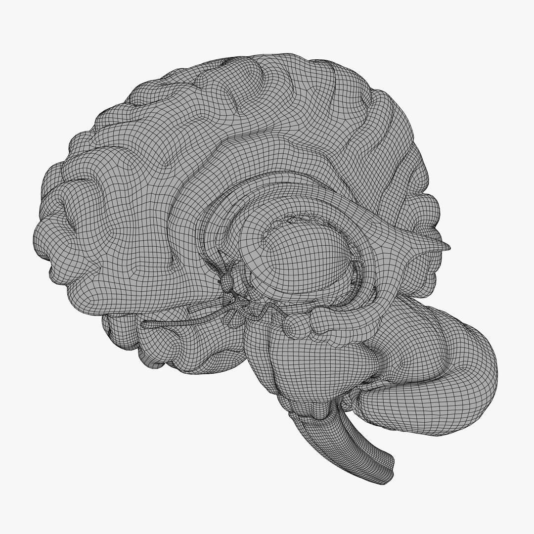 3d Model Human Brain