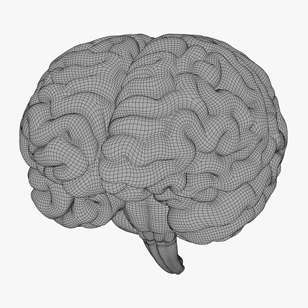 3d Model Human Brain