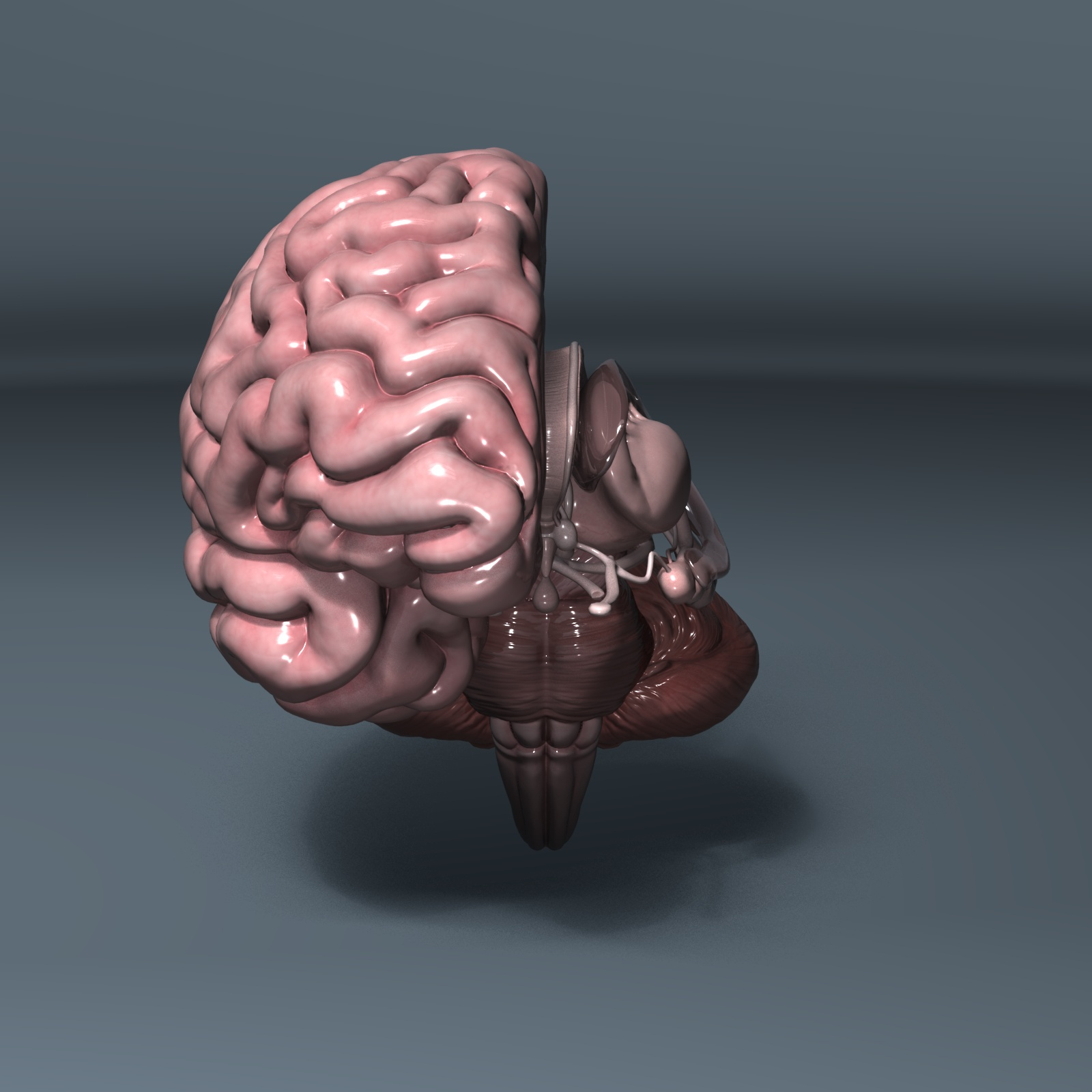 3d model human brain