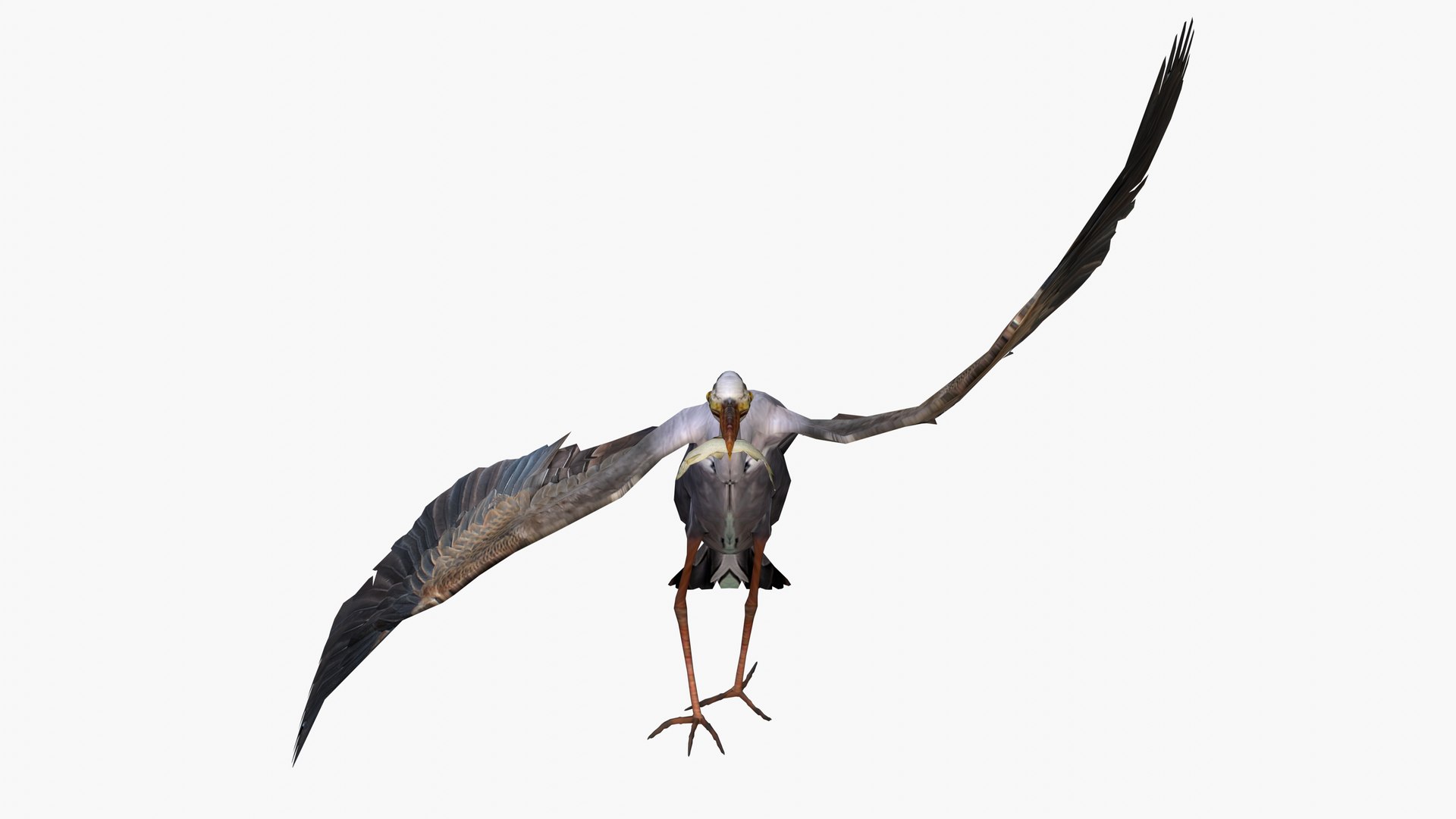 3D Heron Bird With Rig And Animation - TurboSquid 2031214