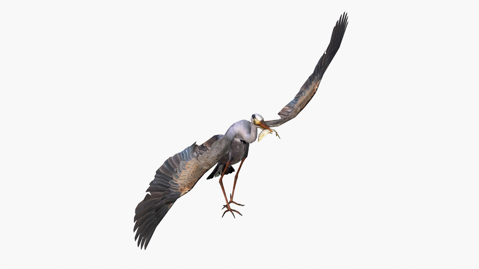 3D Heron Bird With Rig And Animation - TurboSquid 2031214
