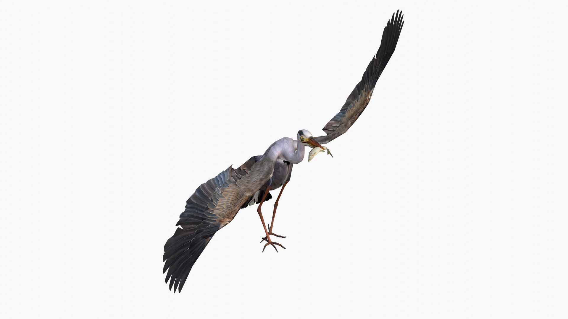 3D Heron Bird With Rig And Animation - TurboSquid 2031214