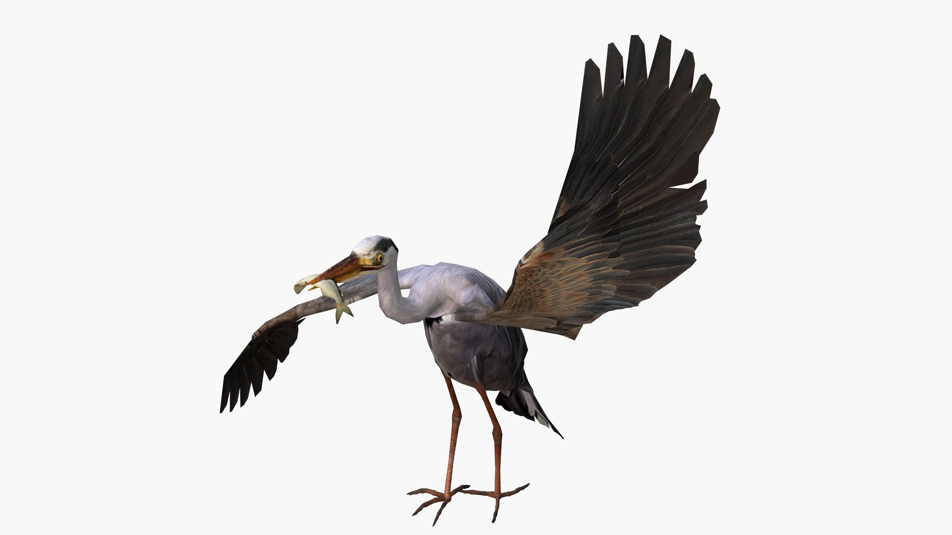 3D Heron Bird With Rig And Animation - TurboSquid 2031214