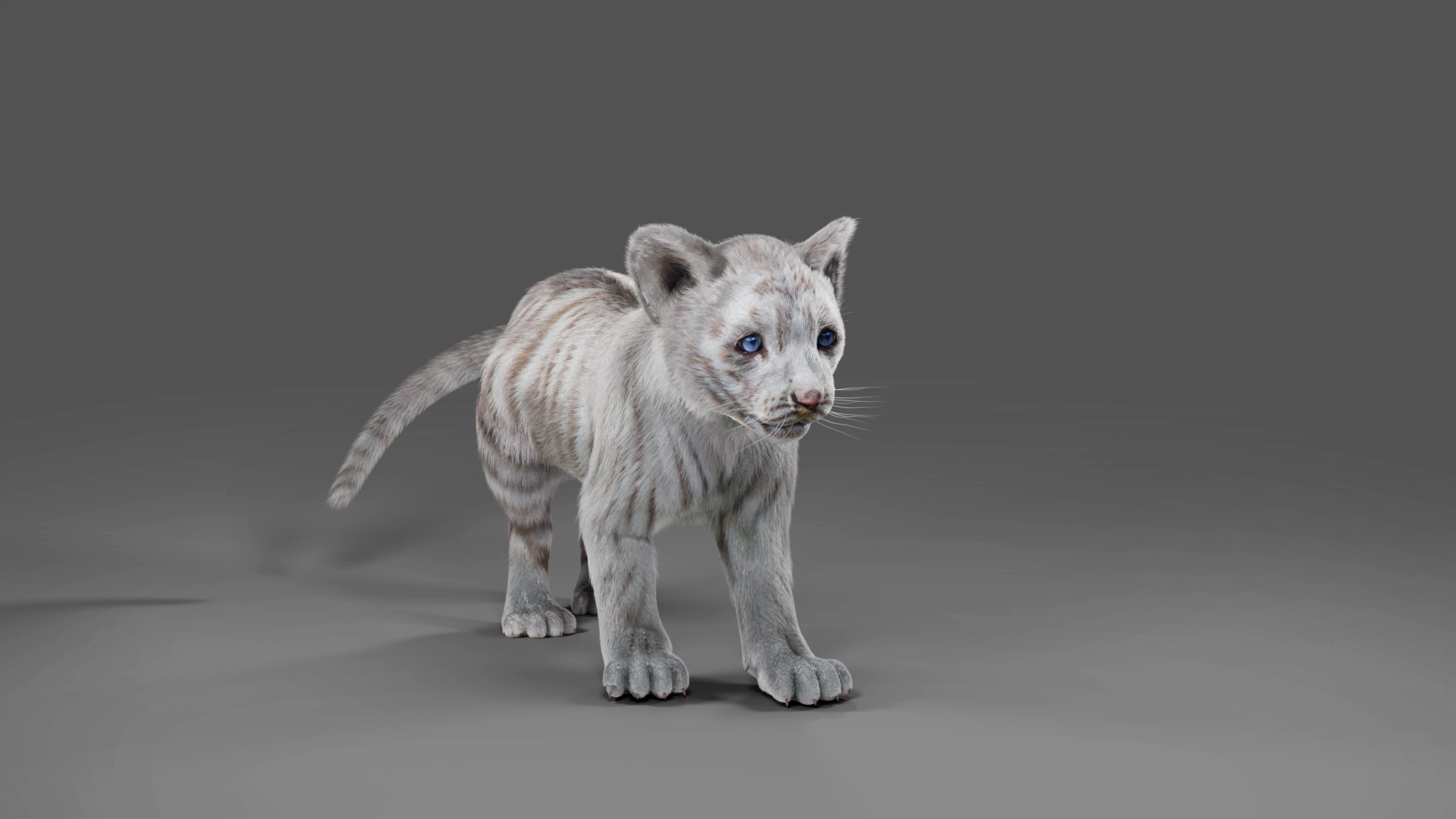 3D Fur White Tiger Cub Rigged And Animated In Blender Model ...