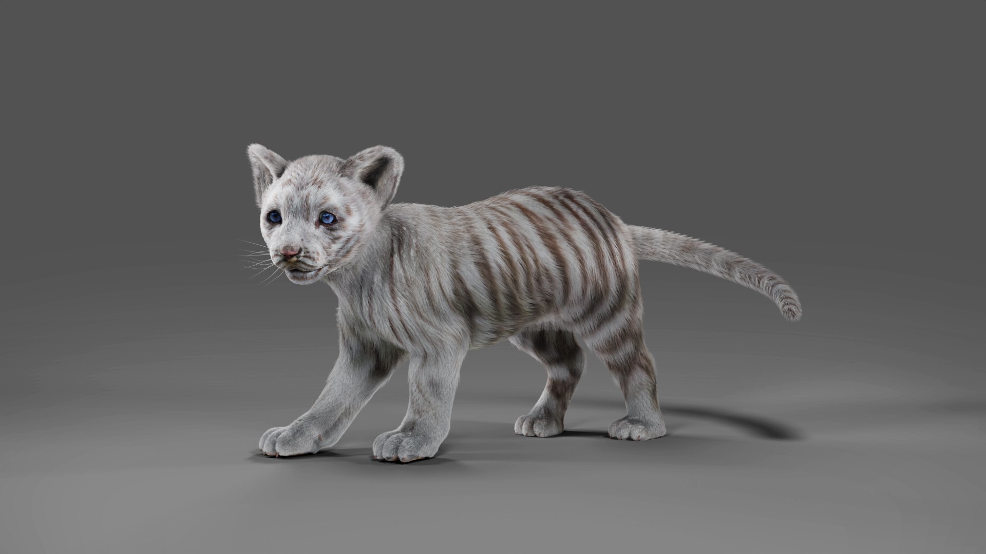 3D Fur White Tiger Cub Rigged And Animated In Blender Model ...
