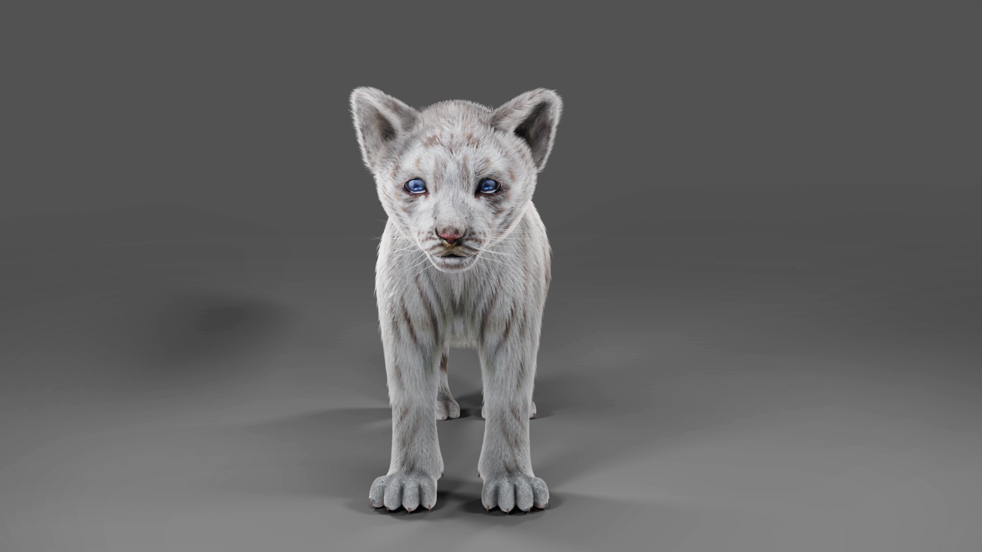 3D Fur White Tiger Cub Rigged And Animated In Blender Model ...