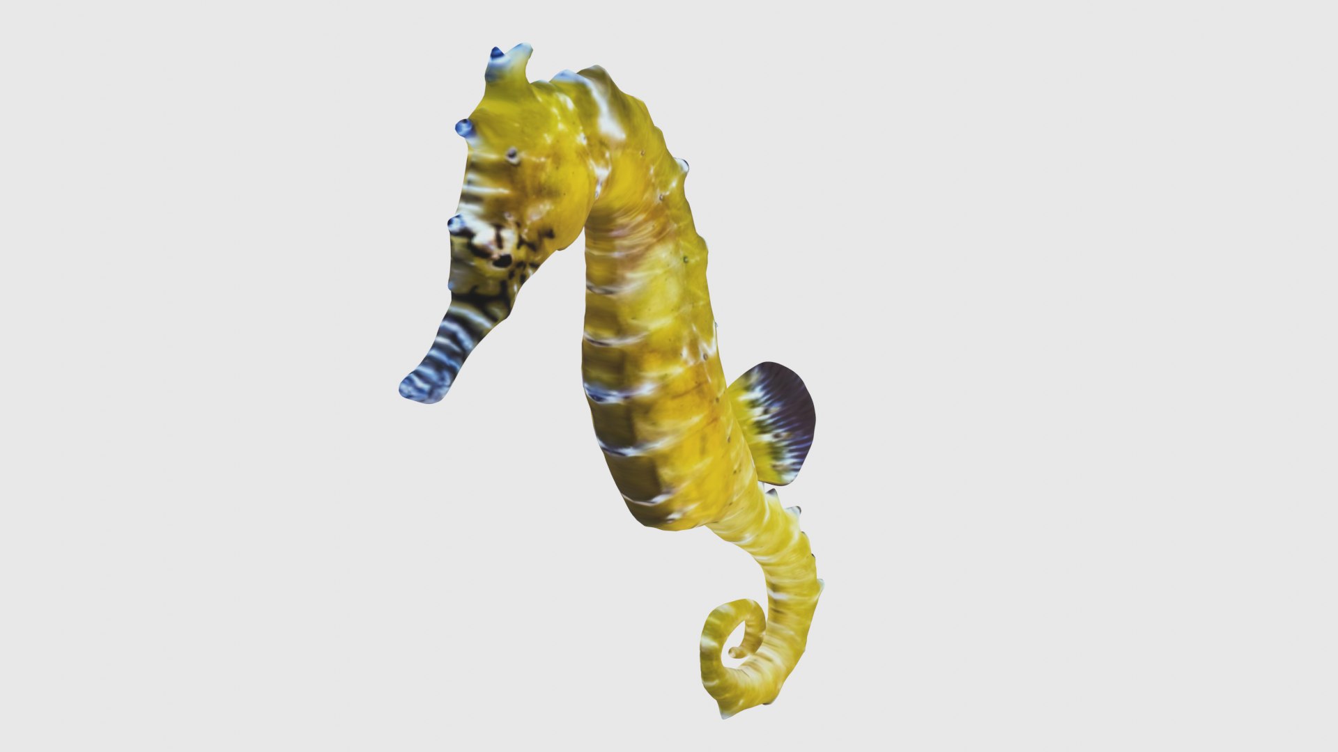 Low Poly Seahorse Rigged With Realistic Texture 3D Model - TurboSquid ...