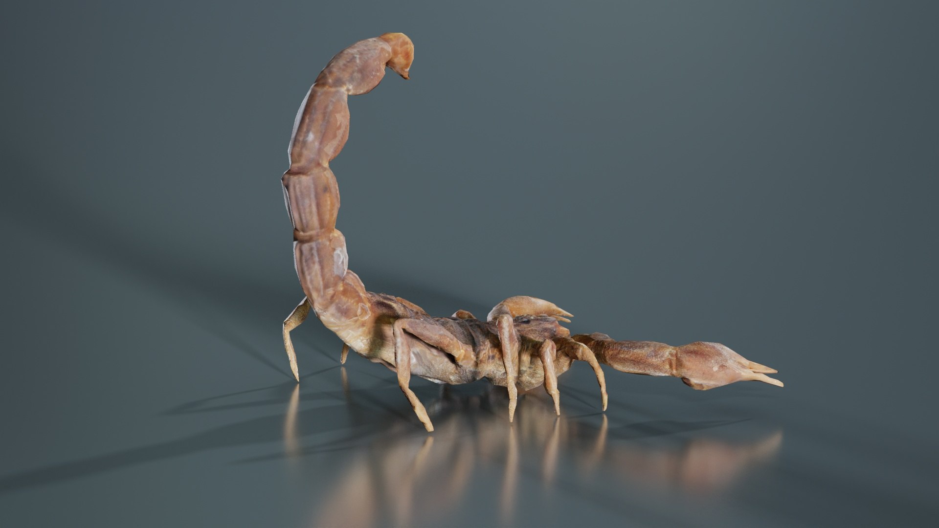 3D Scorpio Maurus Palmatus Scorpion Remastered Model - TurboSquid 2359784