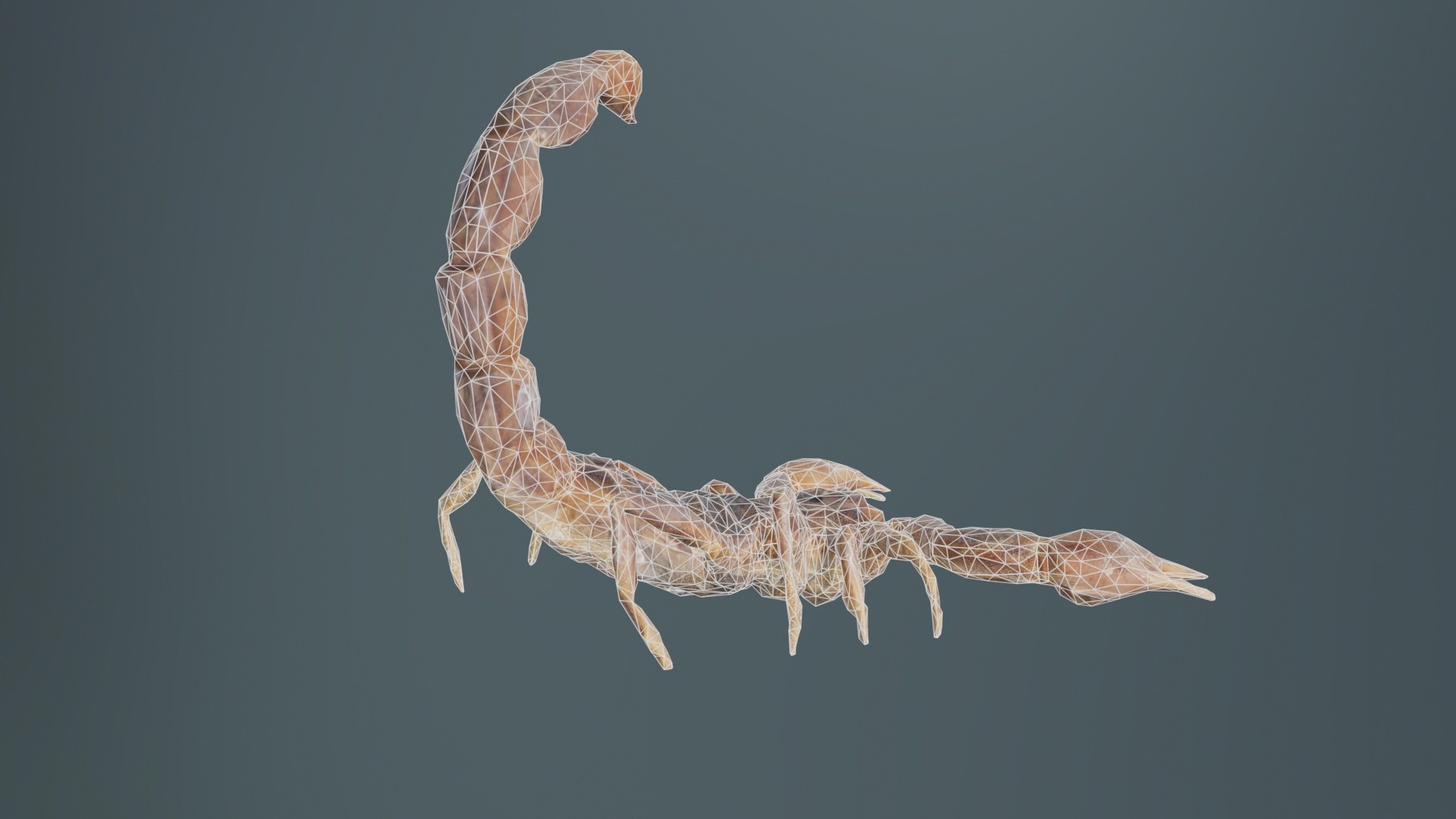 3D Scorpio Maurus Palmatus Scorpion Remastered Model - TurboSquid 2359784