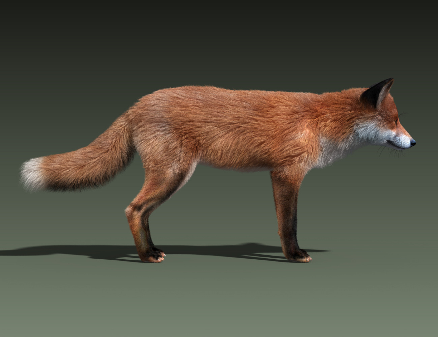 Red Fox Fur 3d Model