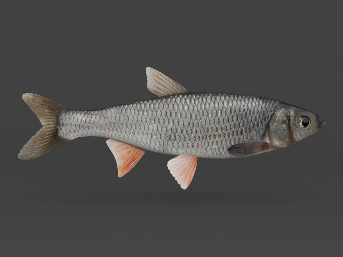 Fish dace 3D model - TurboSquid 1634695