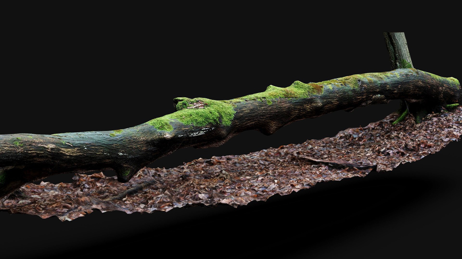 3D Forest Ground Tree Mossy Branches Debris Pt5 Photogrammetry Model ...
