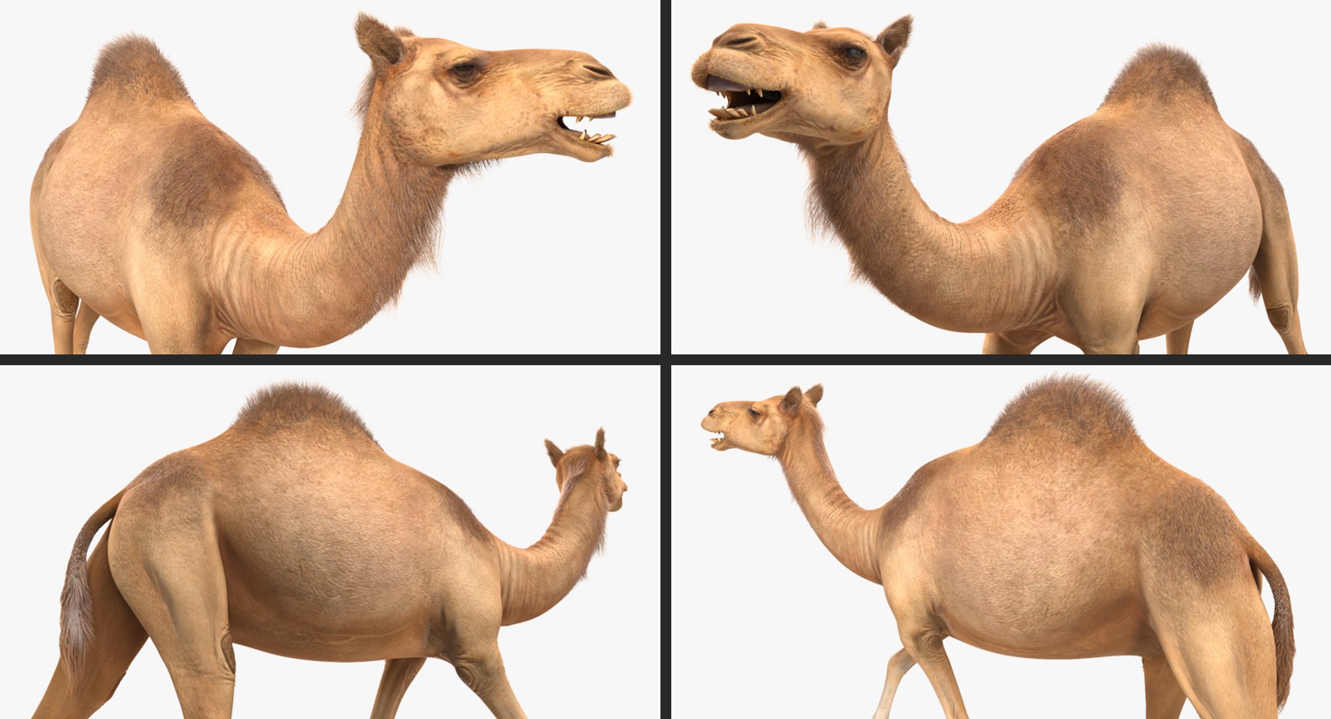 3d max camel rigged fur