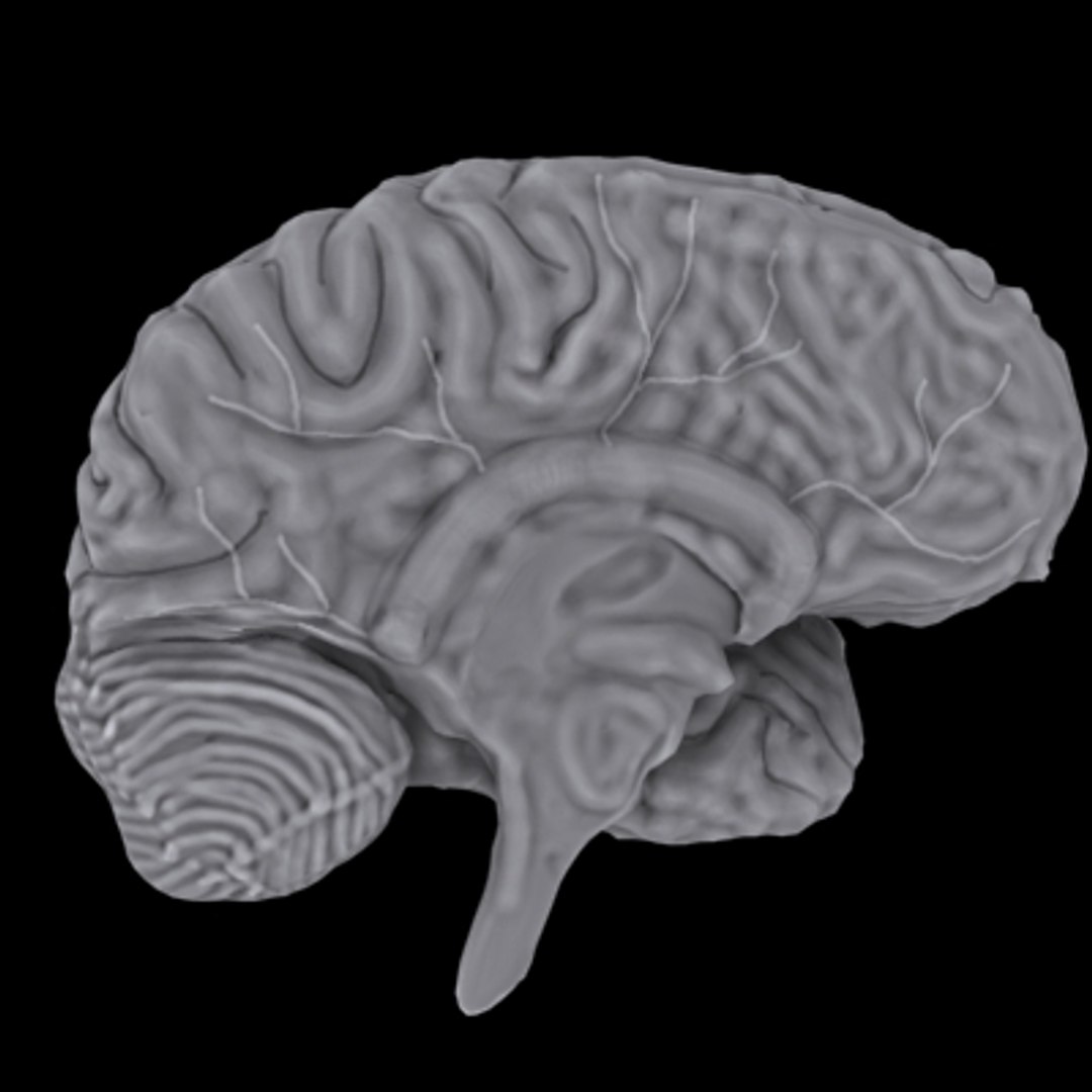 3d Brain