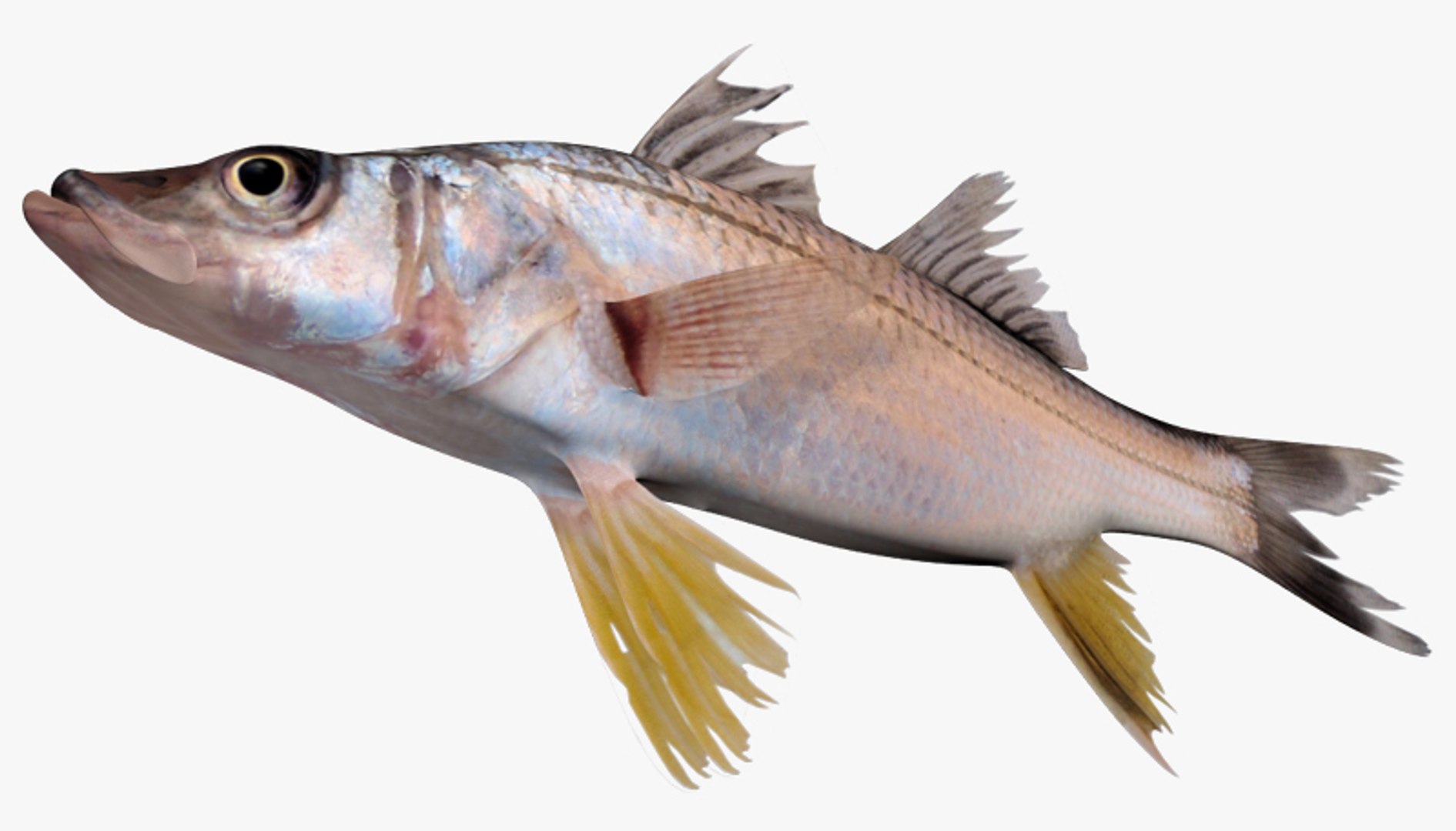 3d yellowfin snook model