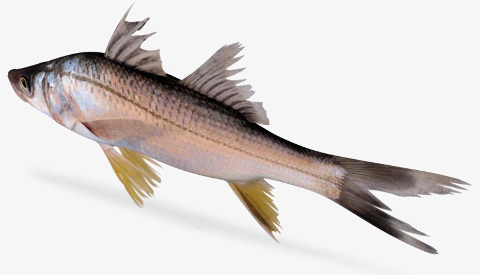 3d yellowfin snook model