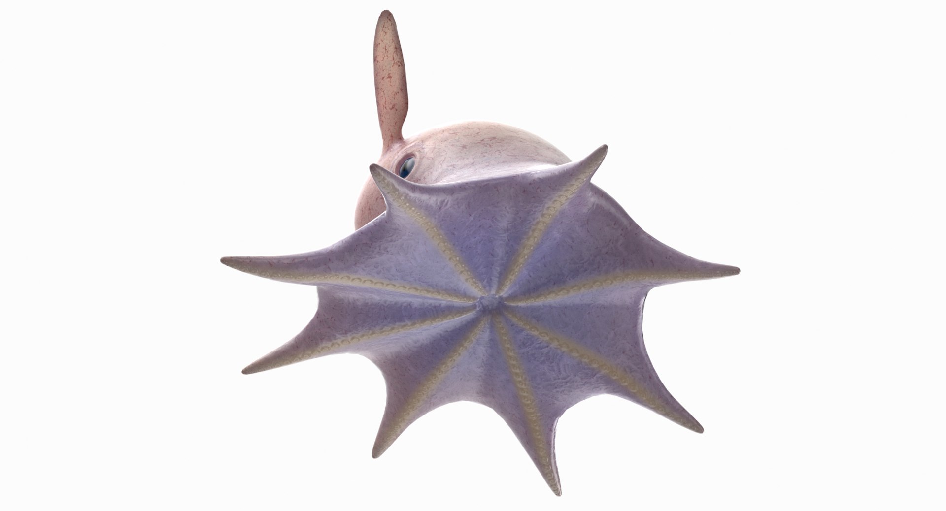 3D Dumbo Octopus Model - TurboSquid 1362547