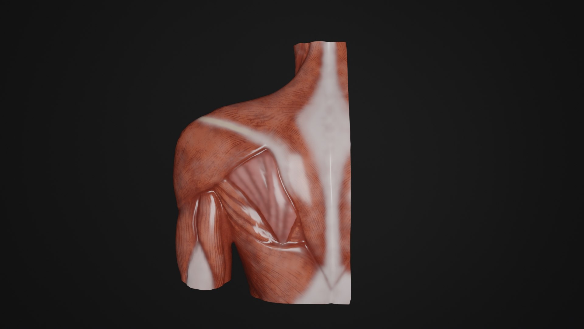 3D Human Anatomy-Muscular System-Upper Limb Shoulder Posterior ...