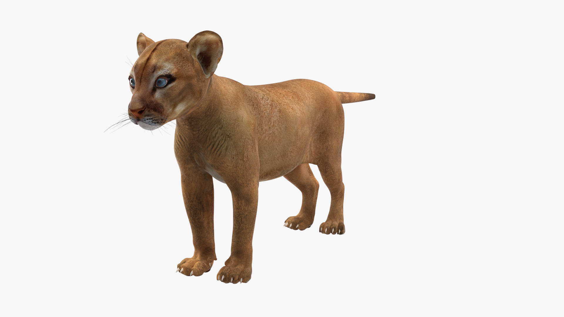 3D Puma Cub Clawing Motion Animated Rigged - TurboSquid 2407440