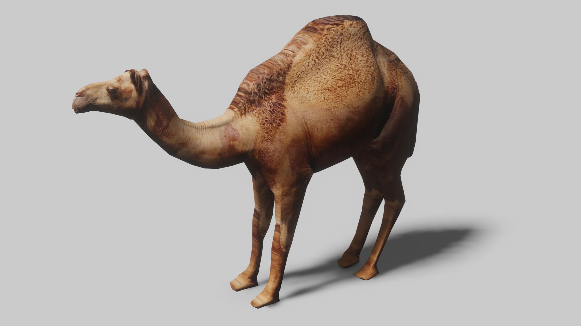 Camel OBJ 3D Model - TurboSquid 2054198