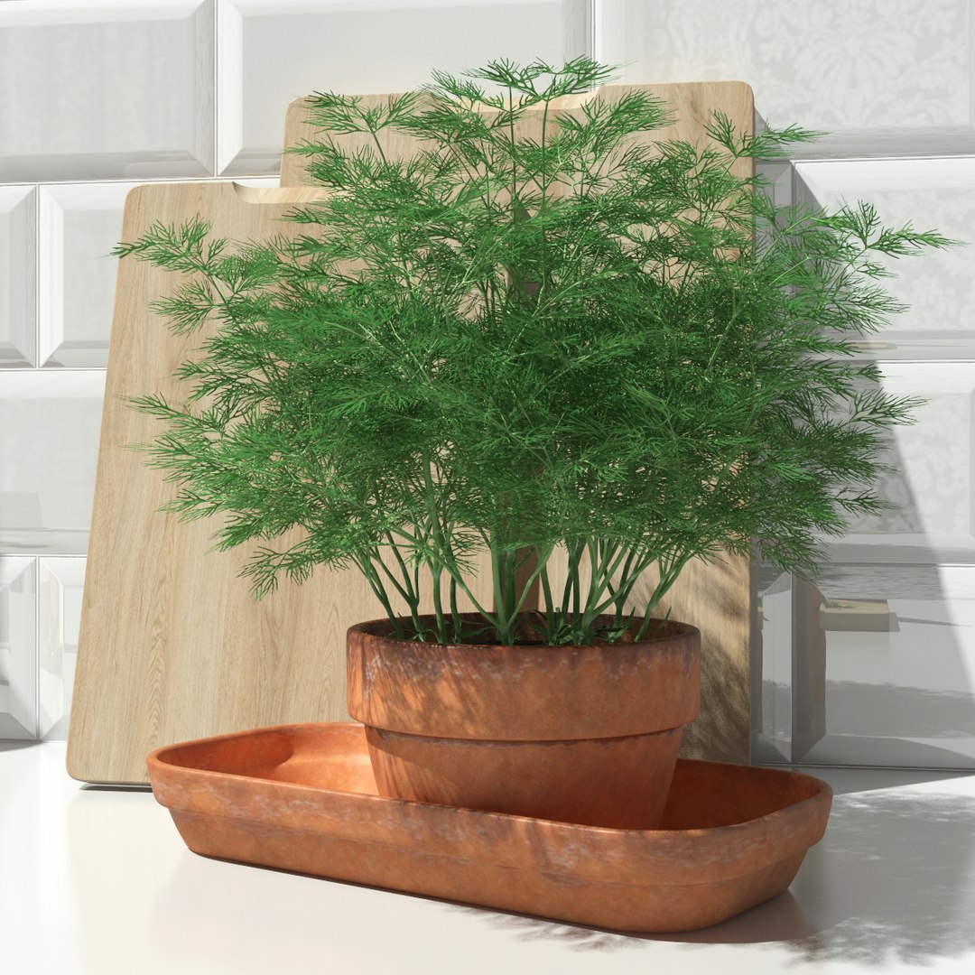 3D Model Dill - TurboSquid 1311067