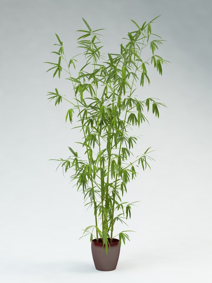Max Bamboo Tree