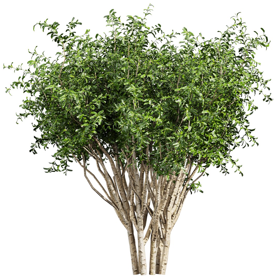 Collection plant vol 560 - Pittosporum - Hosmerit - shurb- outdoor ...