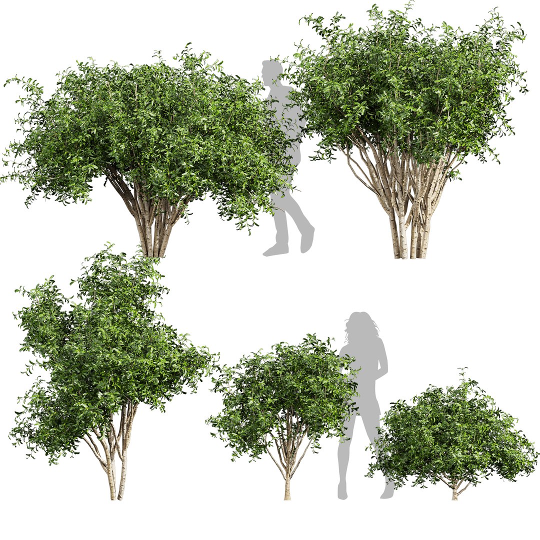 Collection plant vol 560 - Pittosporum - Hosmerit - shurb- outdoor ...