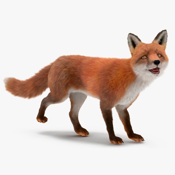 Fox 3D Models for Download | TurboSquid