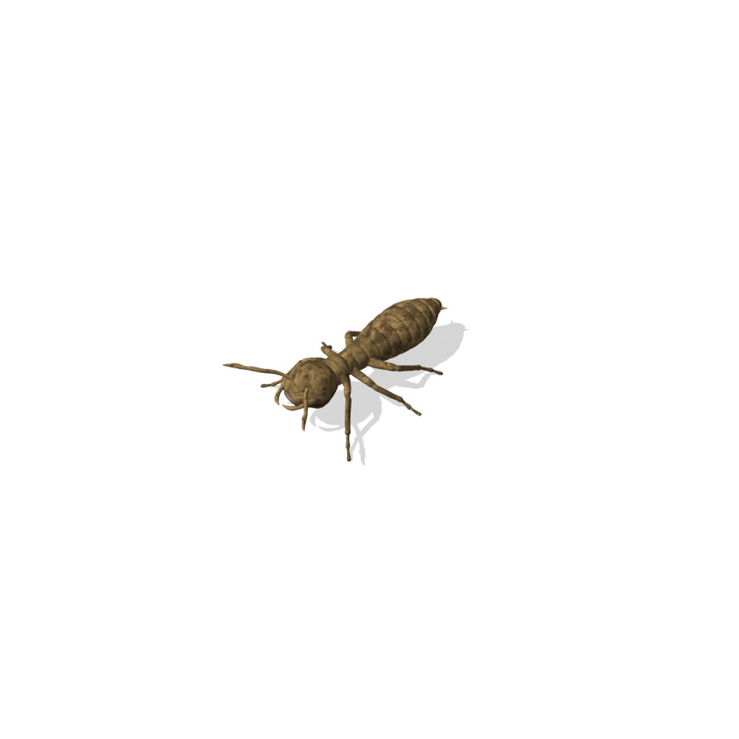 Termite Worker Insect 3d Max