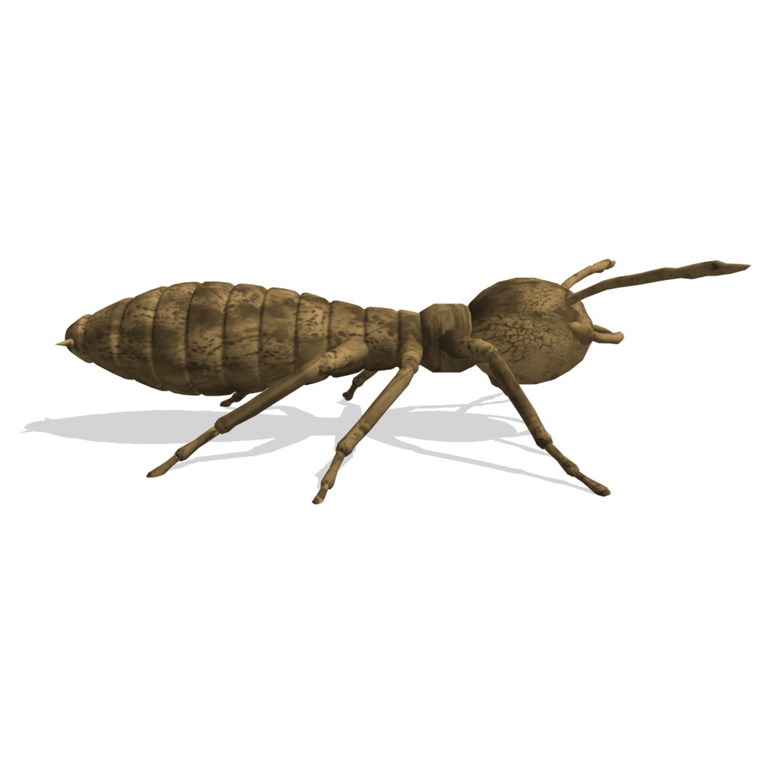 Termite Worker Insect 3d Max