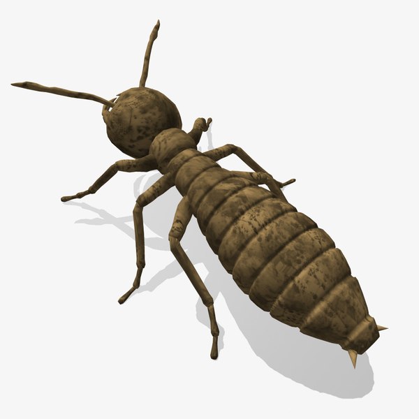 Termite 3D Models for Download | TurboSquid