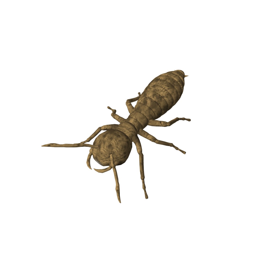 Termite Worker Insect 3d Max