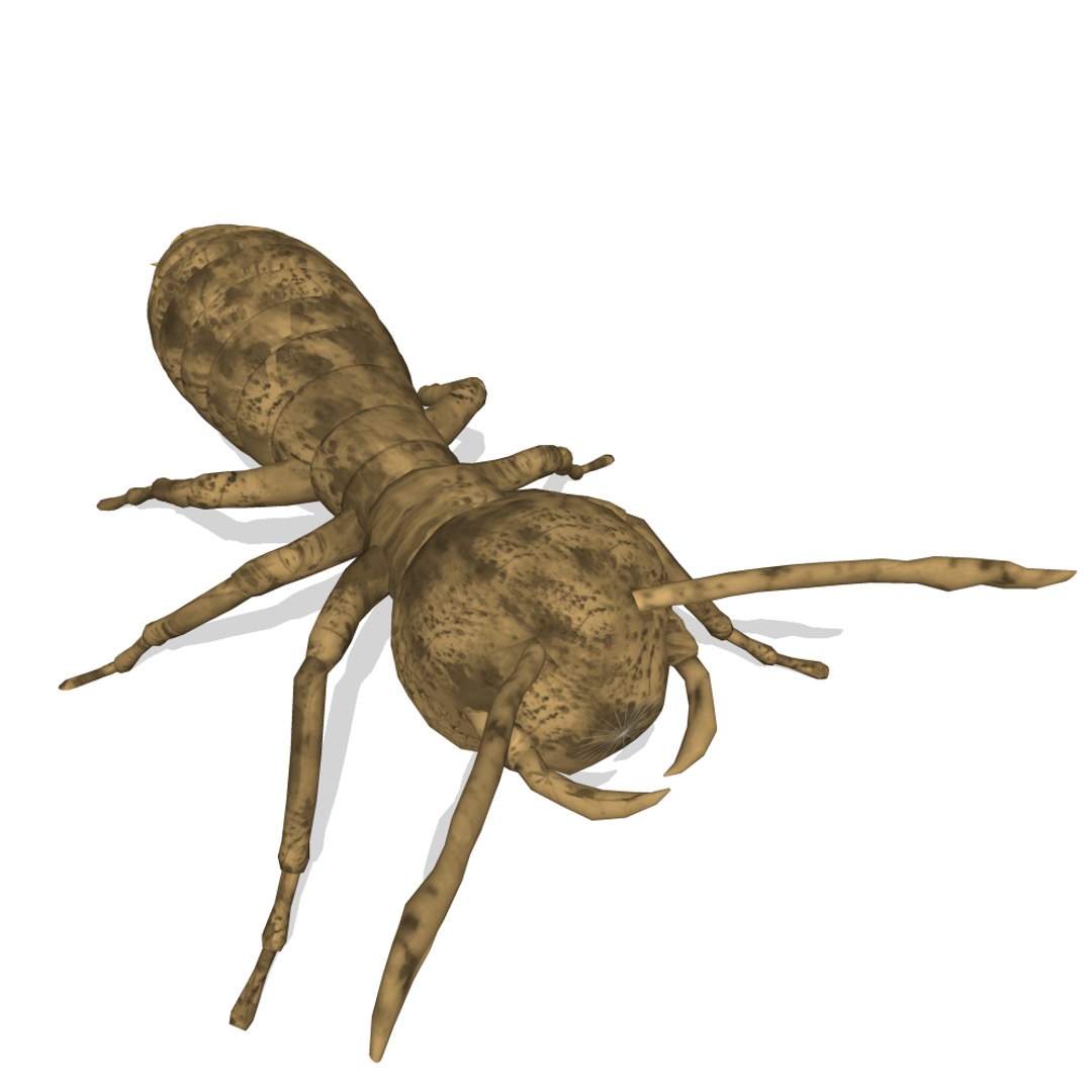 Termite Worker Insect 3d Max