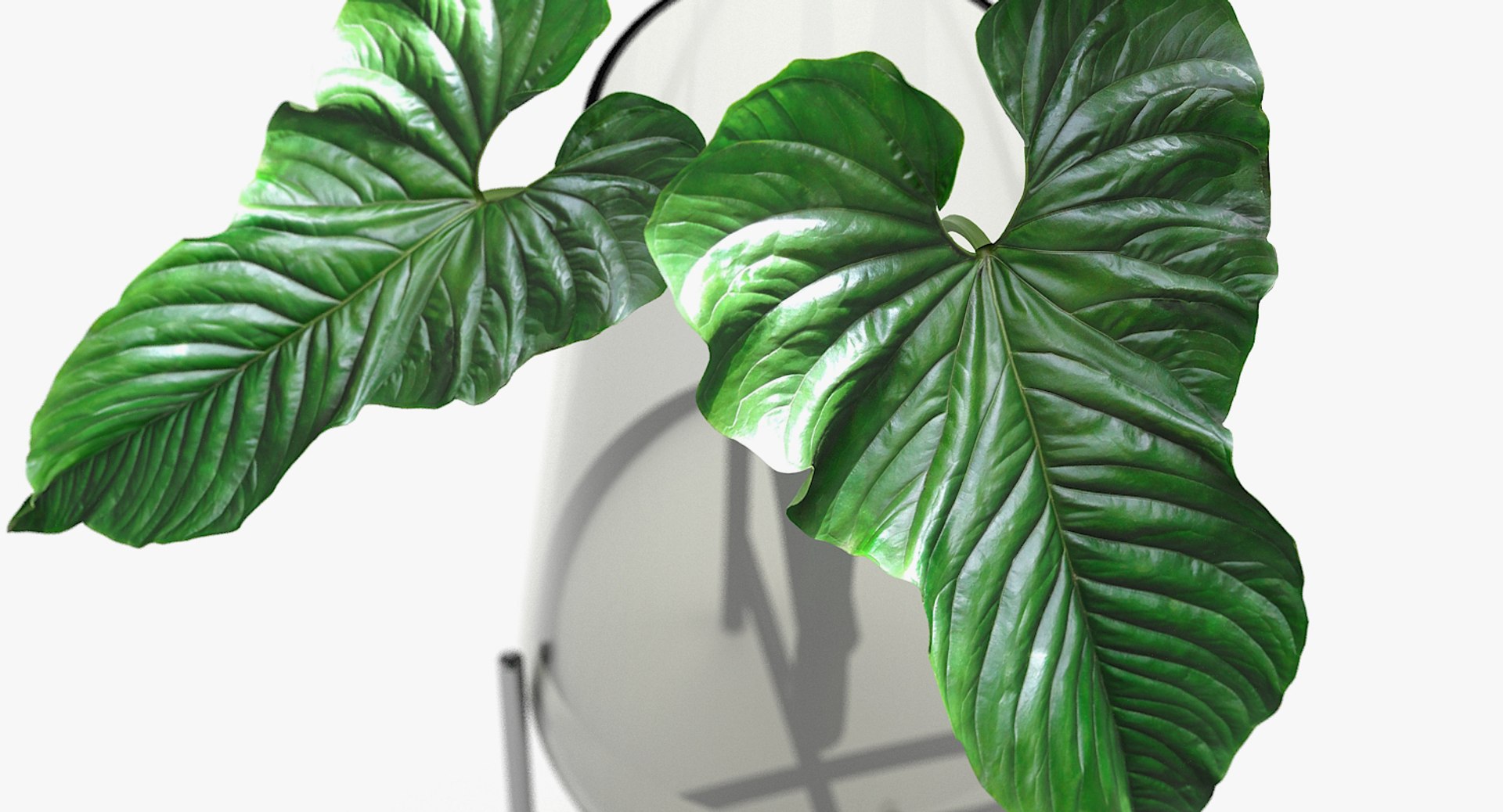 3D Model Anthurium Vase Decoration - TurboSquid 1279938