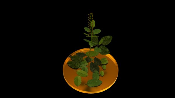 modelo 3d modelo 3d planta tulsi - TurboSquid 1857778