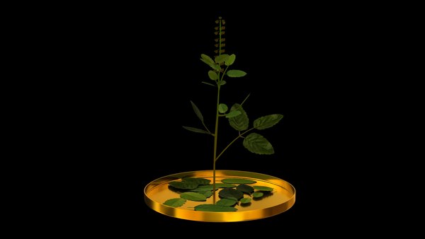 modelo 3d modelo 3d planta tulsi - TurboSquid 1857778