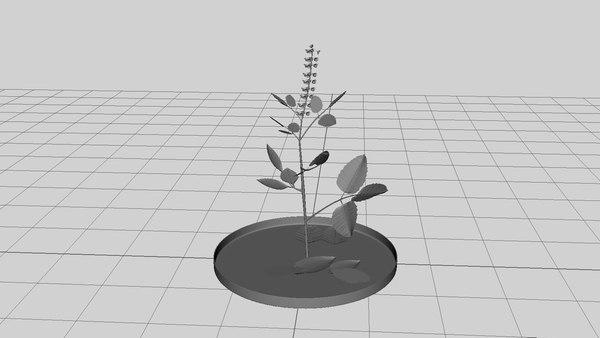modelo 3d modelo 3d planta tulsi - TurboSquid 1857778