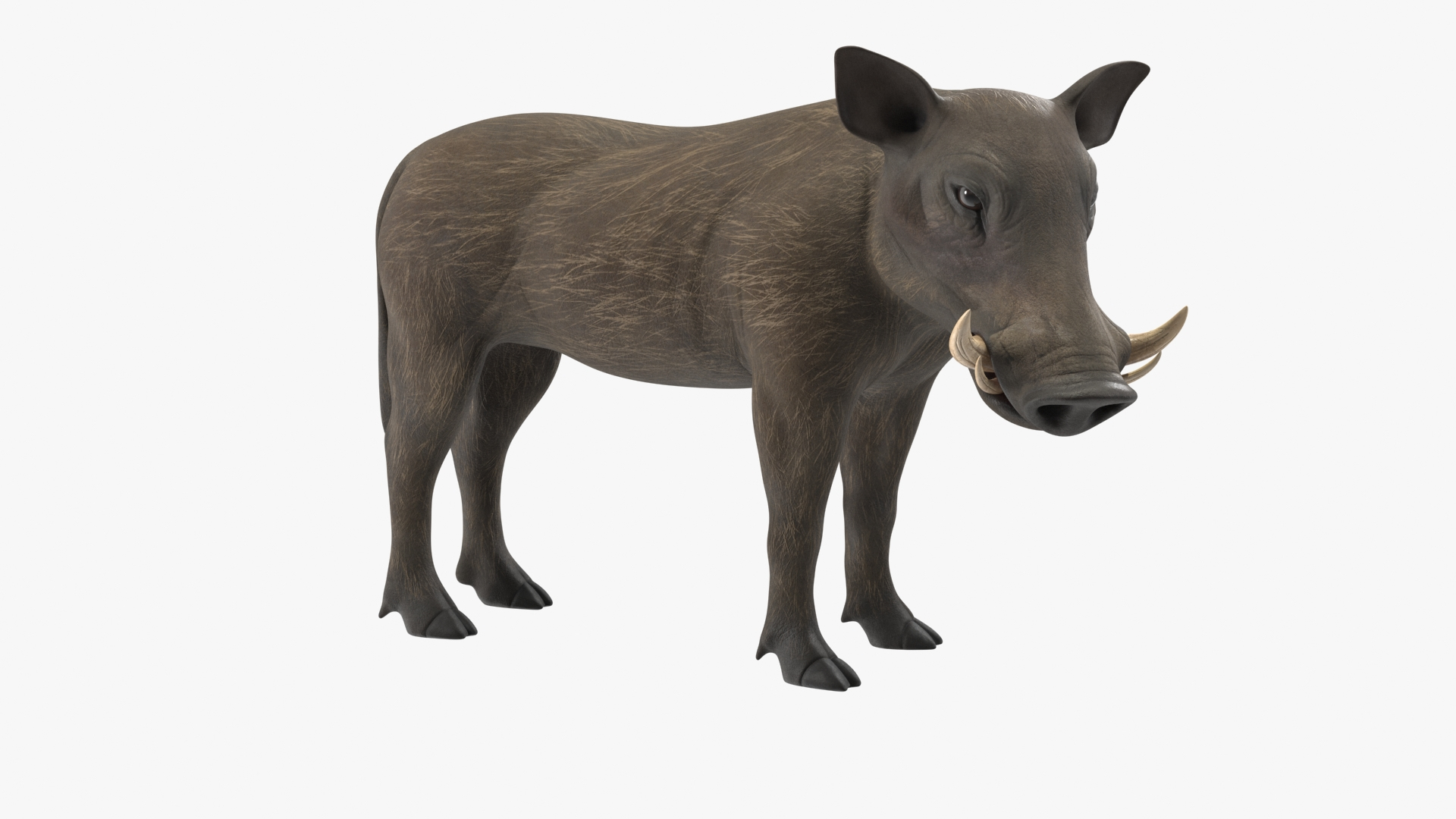 African Boar Standing Pose 3D Model - TurboSquid 2220666